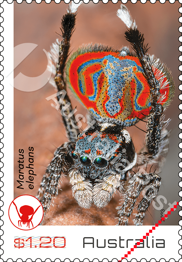 Peacock Spiders Australia Post